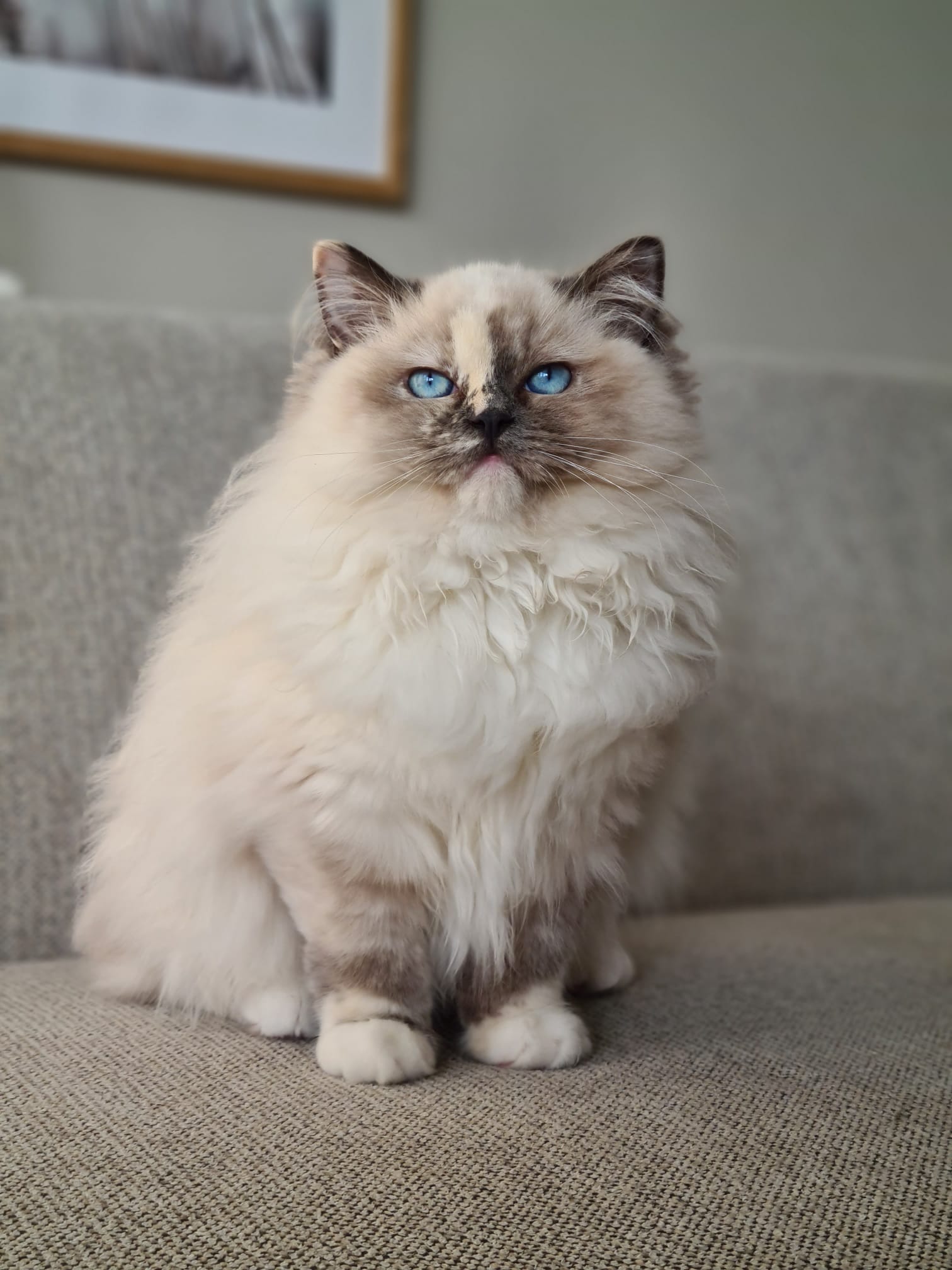 Onze dames – Welkom bij Ragdoll Cattery Close to Nature